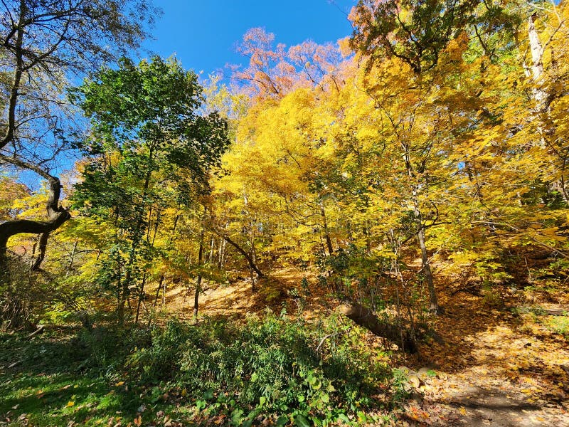 Afternoon Walk through a Fall Forest Trail Stock Image - Image of walk ...