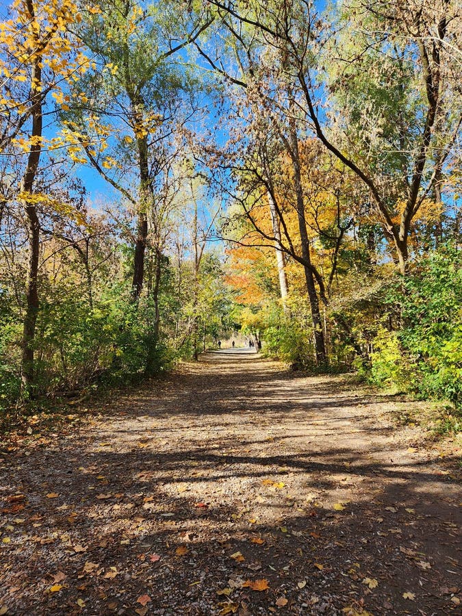 Afternoon Walk through a Fall Forest Trail Stock Image - Image of ...