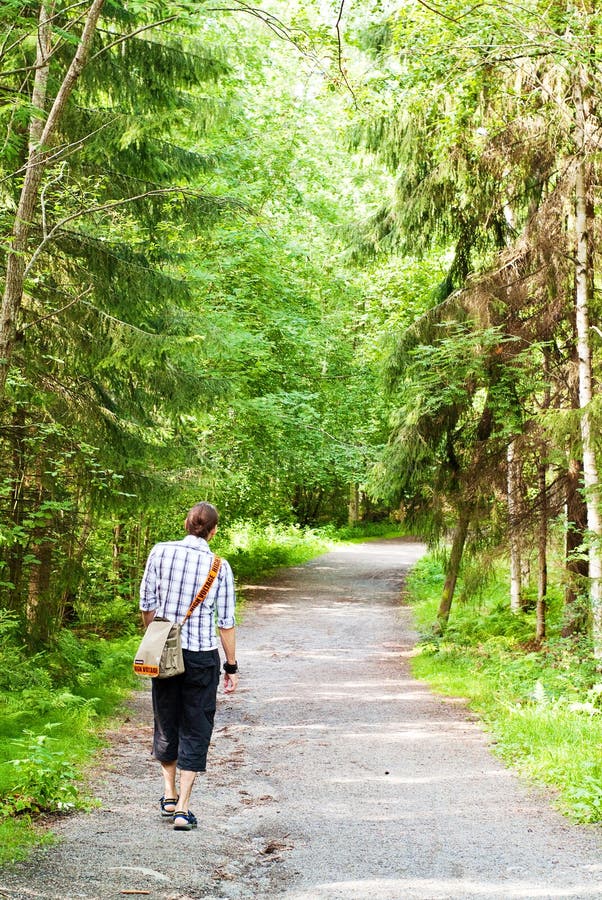 Afternoon Walk in the Forest Stock Image - Image of trees, green: 21141997