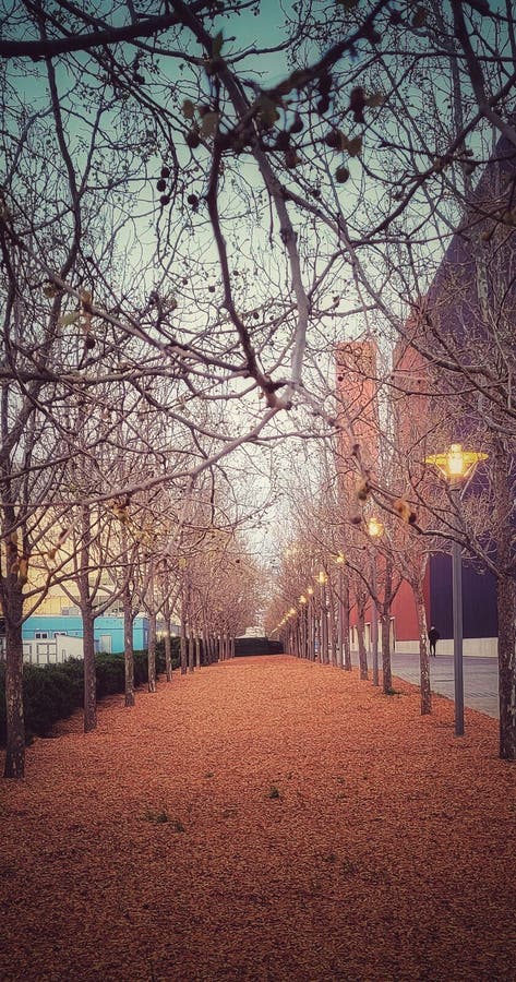 The afternoon walk in ucsf stock photo. Image of evening - 220232484