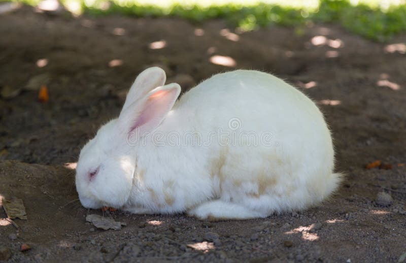 Relax rabbit stock image. Image of domestic, livestock - 33297473