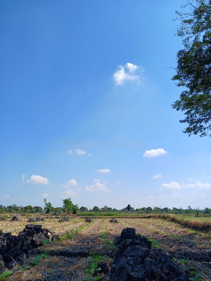 Afternoon Withe Blue Sky and Little Clouds Stock Photo - Image of blue ...