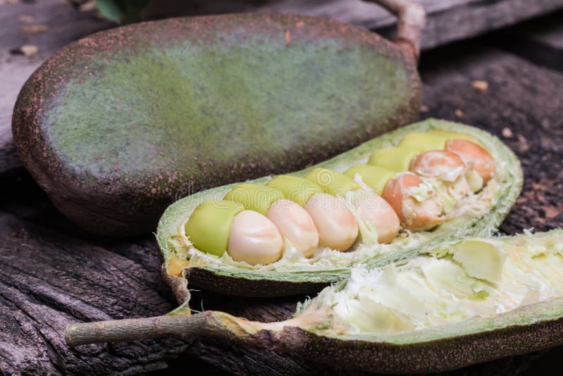 Afzelia Xylocarpa (Kurz) Craib Stock Image - Image of craib, seed: 72370293