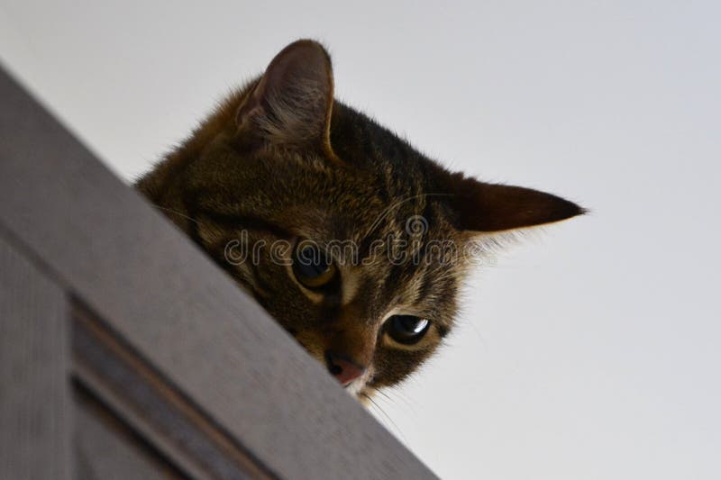 Agachamento e gato astuto foto de stock. Imagem de felino - 113384192