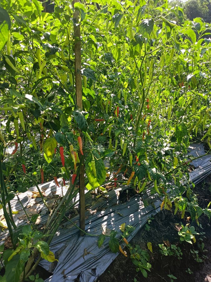 The chilli farm stock photo. Image of food, countryside - 36742620