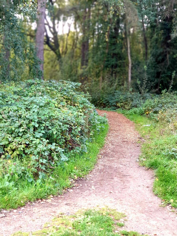 Again Nature Surprise Us with More Colours . Stock Photo - Image of ...