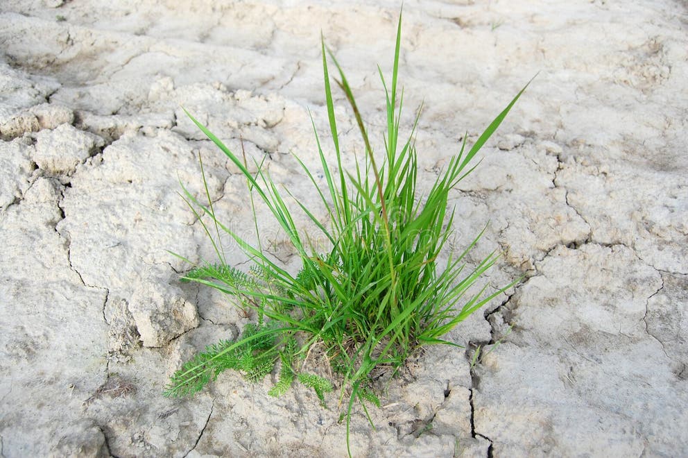 Against all odds stock photo. Image of dried, plant, ground - 18766806