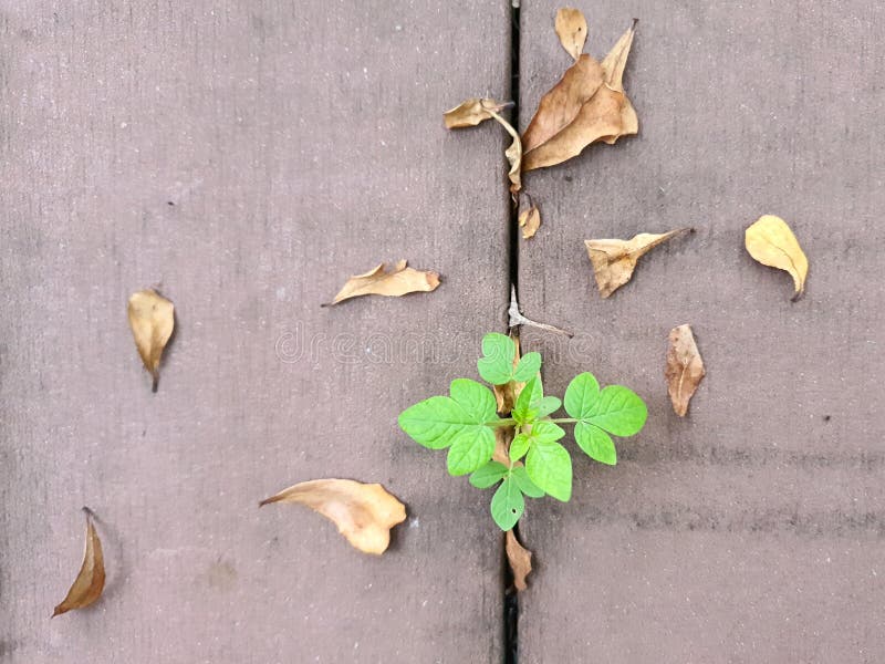 Against all odds stock image. Image of strong, planning - 250204339