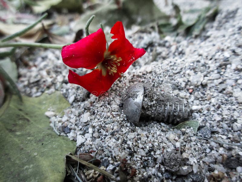 Against all odds stock image. Image of flower, nature - 101144097