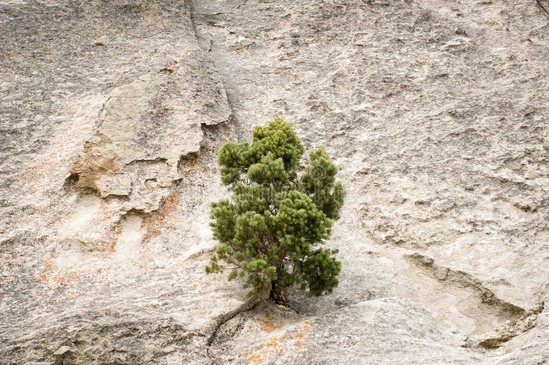 Against All Odds stock photo. Image of explore, crack - 50637118