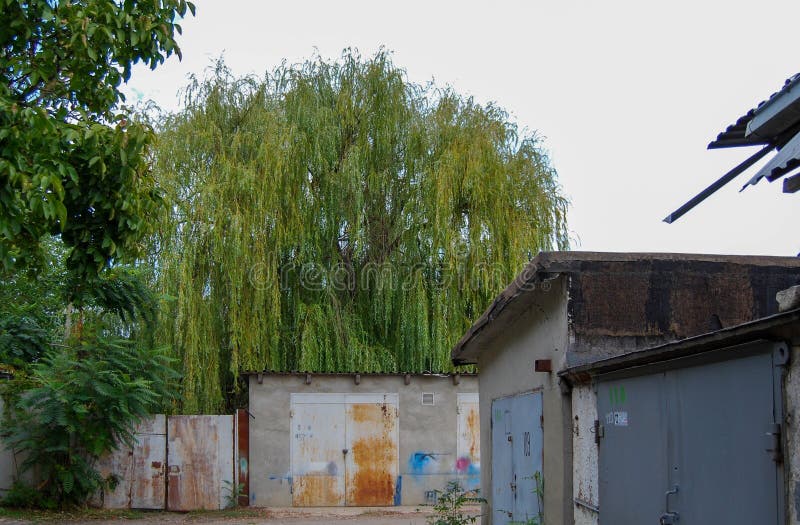 A huge overgrown willow. stock photo. Image of crown - 335514358