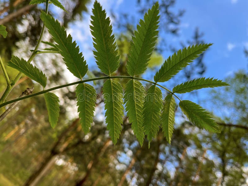 Young Rowan Leaf Photo in Spring in April Stock Photo - Image of summer ...