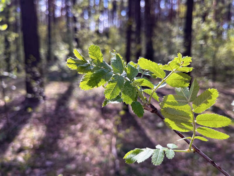Young Rowan Leaf Photo in Spring in April Stock Image - Image of ...