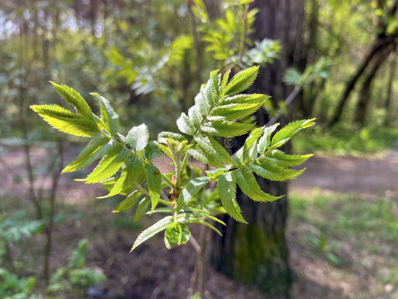 Young Rowan Leaf Photo in Spring in April Stock Image - Image of ...