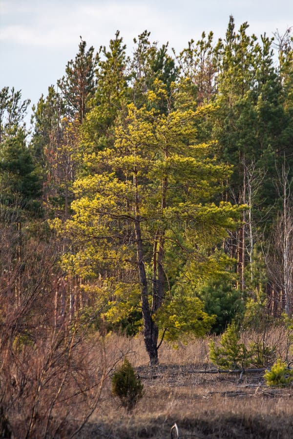 Bifurcated Tree Stock Photos - Free & Royalty-Free Stock Photos from ...