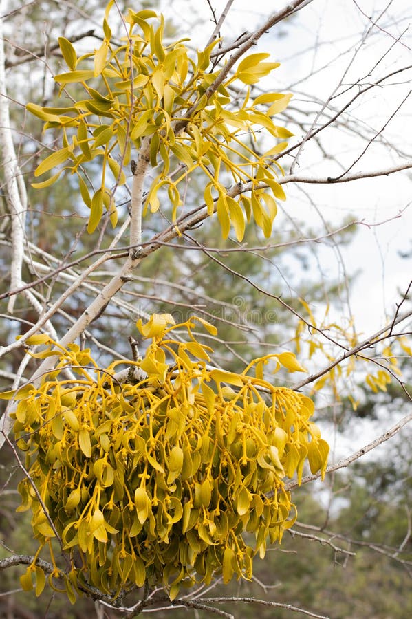 Against the Background of a Spring Forest, Mistletoe Grows on Birch ...