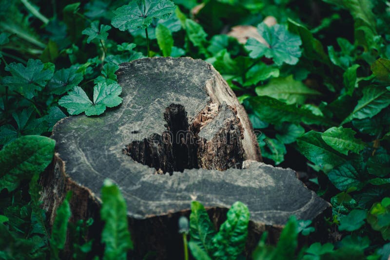 Against Illegal Tree Cutting Stock Photo - Image of wildlife, marked ...