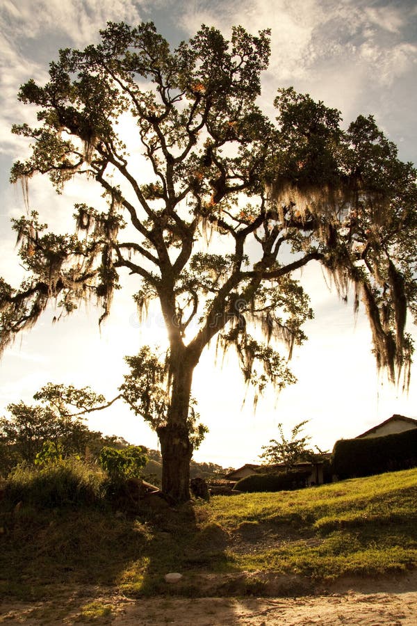 Golden Light and Tree Silhouette Stock Image - Image of branch, autumn ...