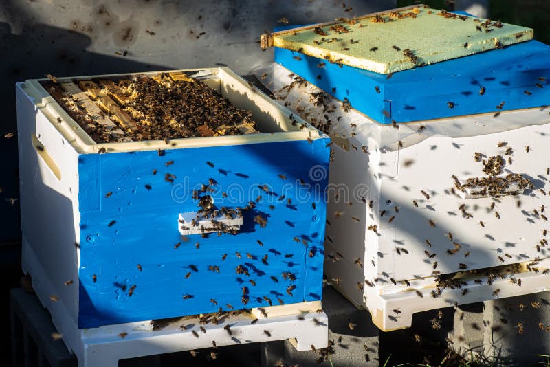 Against a Sunny Outdoor Backdrop, Bees Come and Go from Their Hive ...