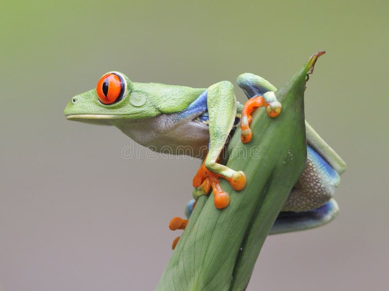 Agalychnis callidryas stock image. Image of verde, rana - 14462043
