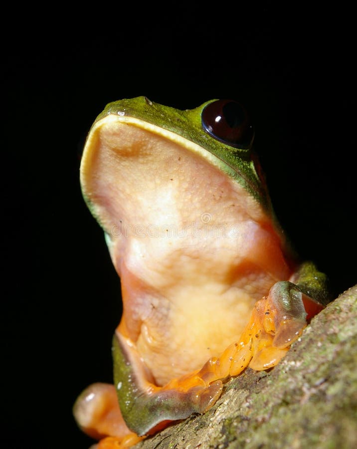 Agalychnis Moreletii 5 stock image. Image of rainforest - 10529839