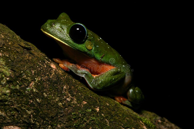 Agalychnis Moreletii 6 stock photo. Image of rainforest - 10529842