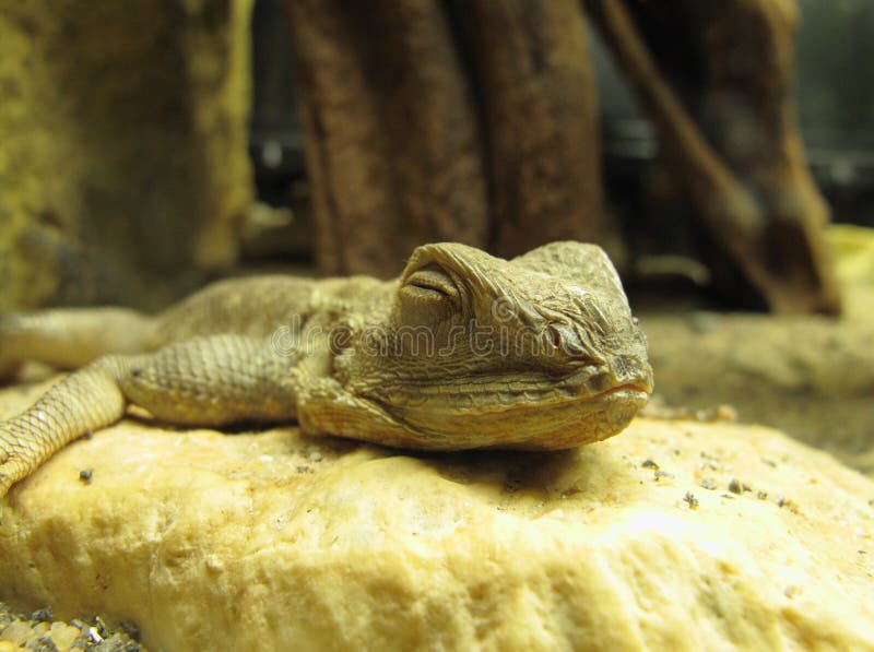 Agama stock image. Image of agama, animal, reptile, terrarium - 13484241
