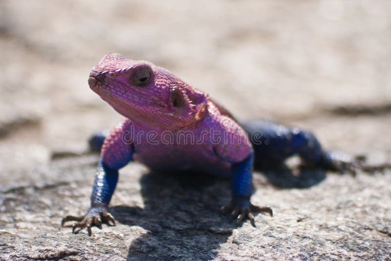 Agama # 2 stock photo. Image of pink, desert, rock, serengeti - 15604896