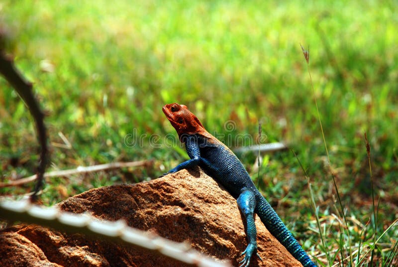 An agama stock image. Image of nature, reptile, pose - 22959723