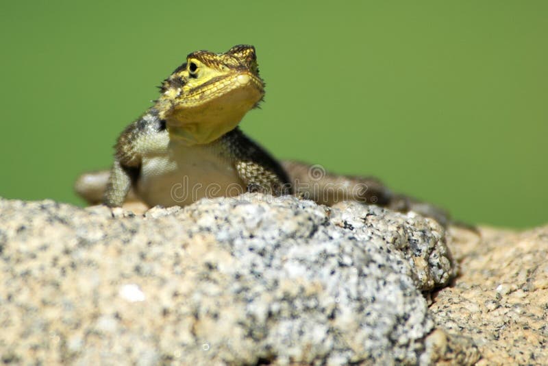 Agama stock photo. Image of agama, reptil, family, agamidae - 26237842