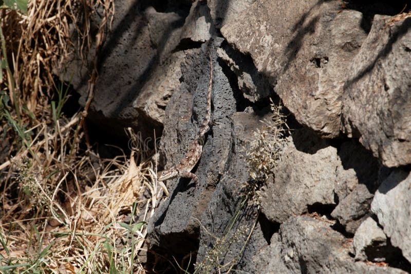The Agama Acanthocercus Annectens Stock Photo - Image of wild, scale ...