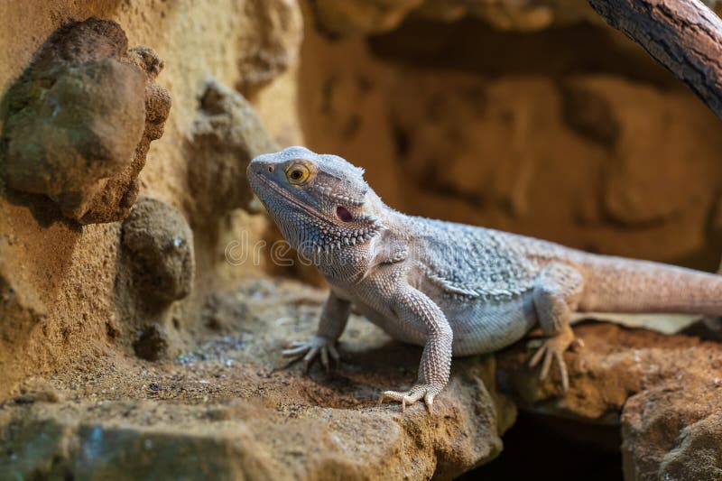 Agama Australian - Pogona Vitticeps - Another Name Agama Bearded Lizard ...