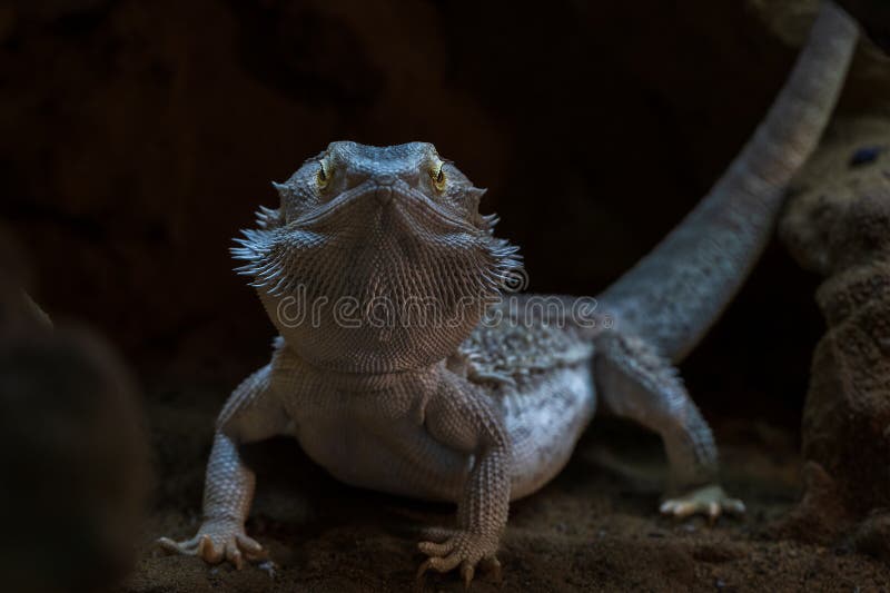 Agama Australian - Pogona Vitticeps - Another Name Agama Bearded Lizard ...