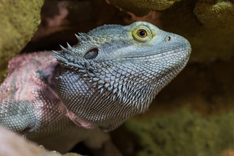 Agama Australian - Pogona Vitticeps - Another Name Agama Bearded Lizard ...