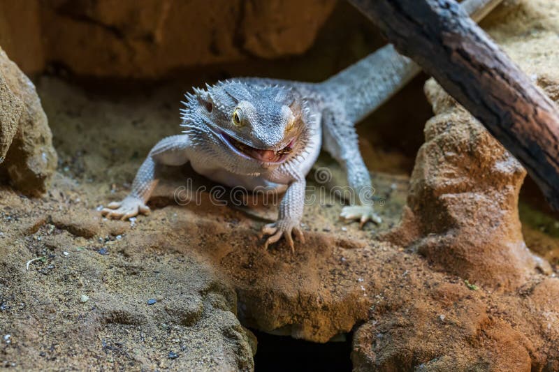 Agama Australian - Pogona Vitticeps - Another Name Agama Bearded Lizard ...