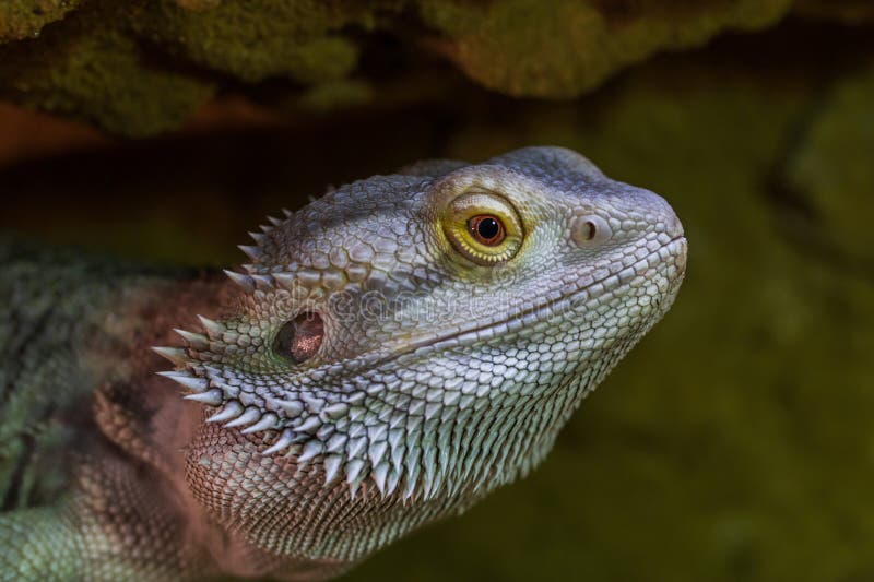 Agama Australian - Pogona Vitticeps - Another Name Agama Bearded Lizard ...