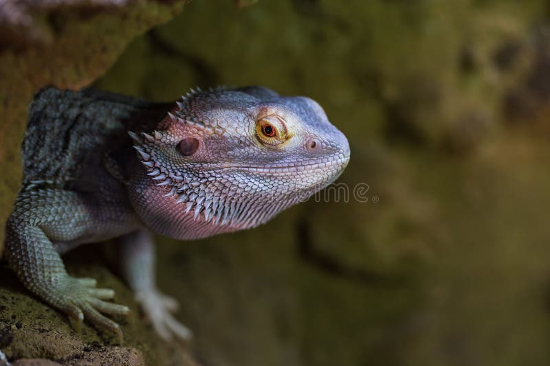 Agama Australian - Pogona Vitticeps - Another Name Agama Bearded Lizard ...