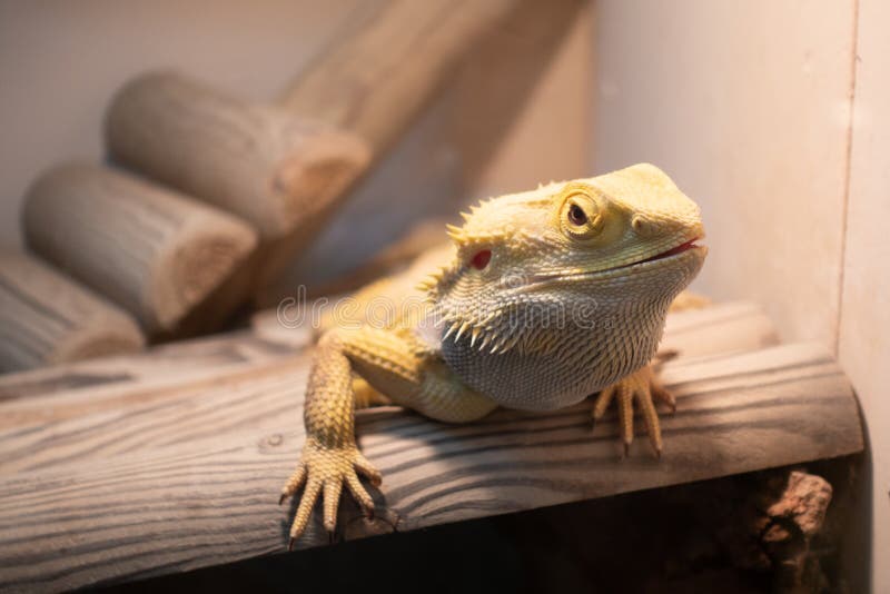 Agama or bearded dragon stock image. Image of agama - 117108769