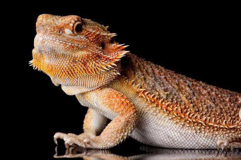 Agama Brodata Orange Pomaraczowa Jaszczurka 7705554074 Oficjalne