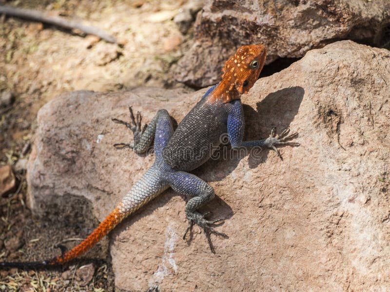 Agama stock image. Image of rock, agama, falls, skin - 91180965