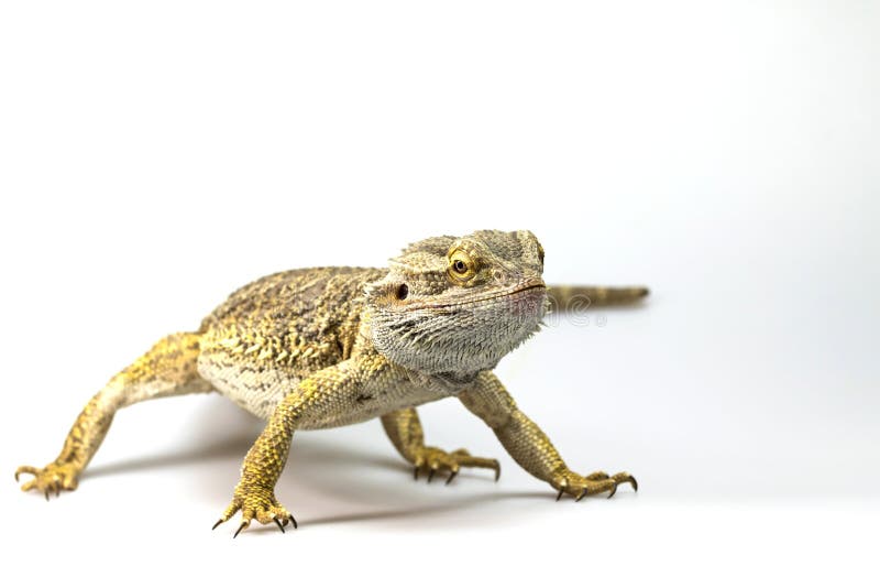 Lizard Facing Camera on Road Stock Image - Image of lizard, asia: 12437395