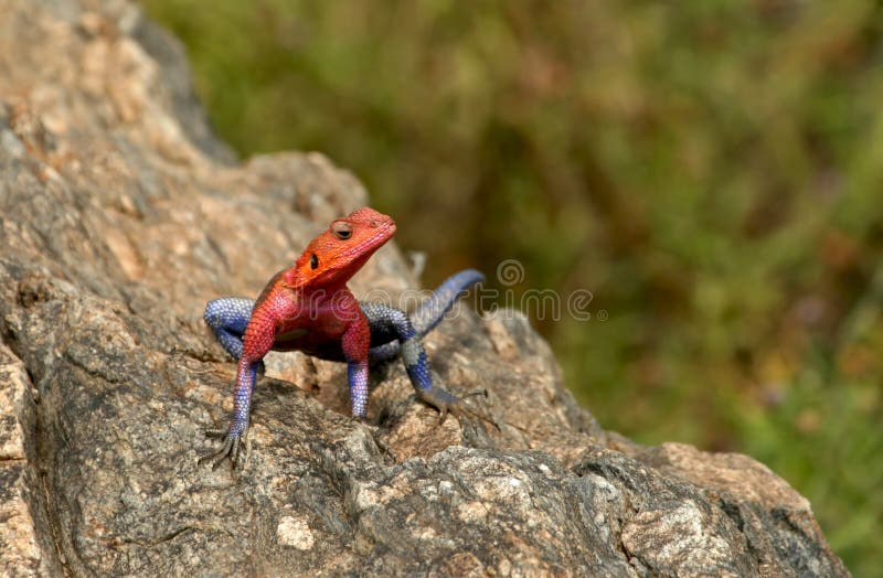 Agama lizard stock photo. Image of blue, poikilotherms - 12782598