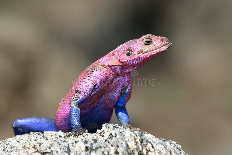 Agama lizard stock image. Image of kenya, africa, agama - 8964957