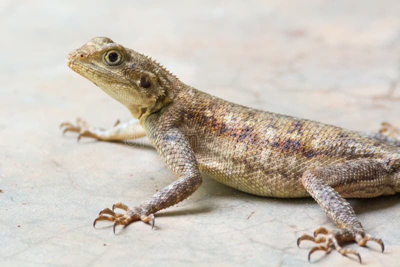 Agama Lizard stock image. Image of close, west, lizard - 33291335