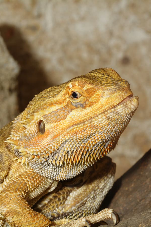 Agama lizard stock image. Image of head, scale, close - 49970277