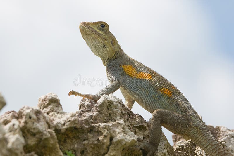 Agama Lizard stock image. Image of rock, animal, creature - 43219867