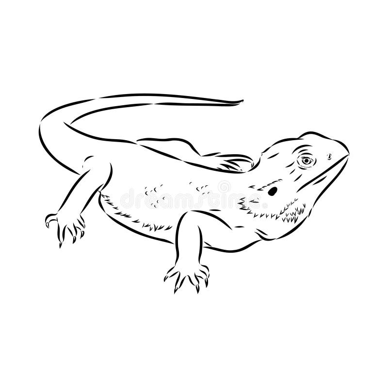 Agama Lizard Hand Drawing Vector Illustration Isolated on White ...