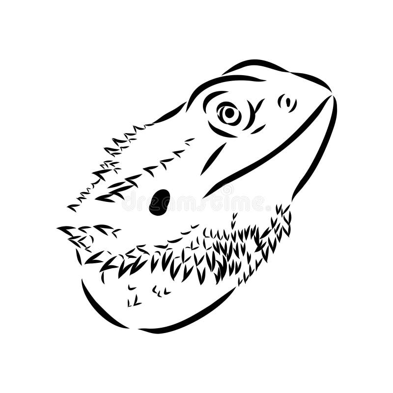 Agama Lizard Hand Drawing Vector Illustration Isolated on White ...