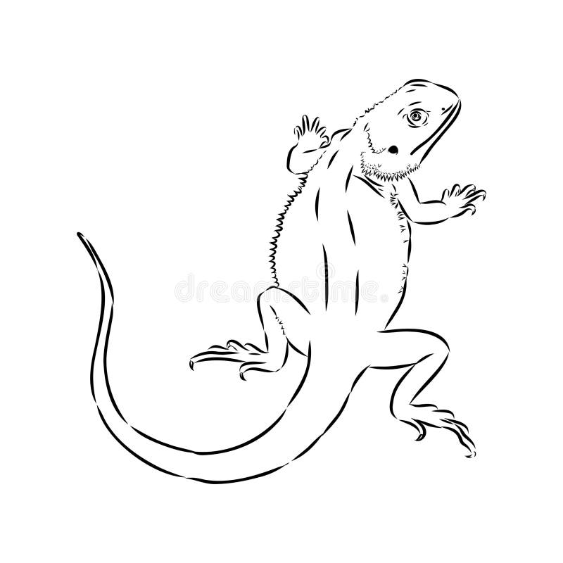 Agama Lizard Hand Drawing Vector Illustration Isolated on White ...