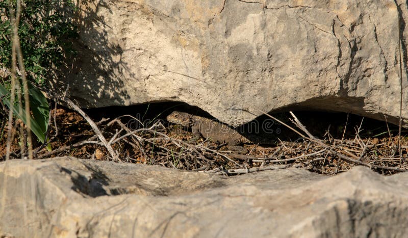 Agama hiding under a rock stock photo. Image of fauna - 207384990